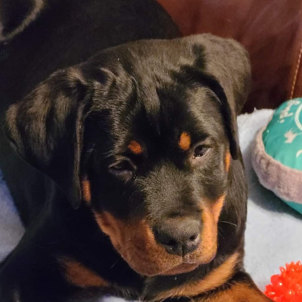 Rottweiler Pet Store – USA's Most trusted Rottweilers Pet Store